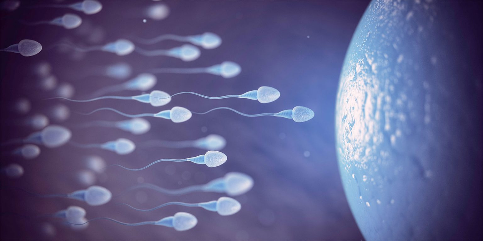 What is Sperm Morphology in my Semen Analysis Results?